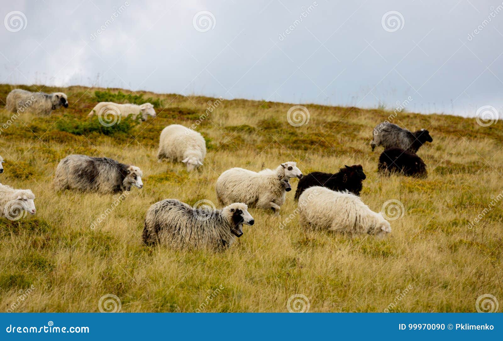 Sheeps in grass stock photo. Image of farmland, grass - 99970090