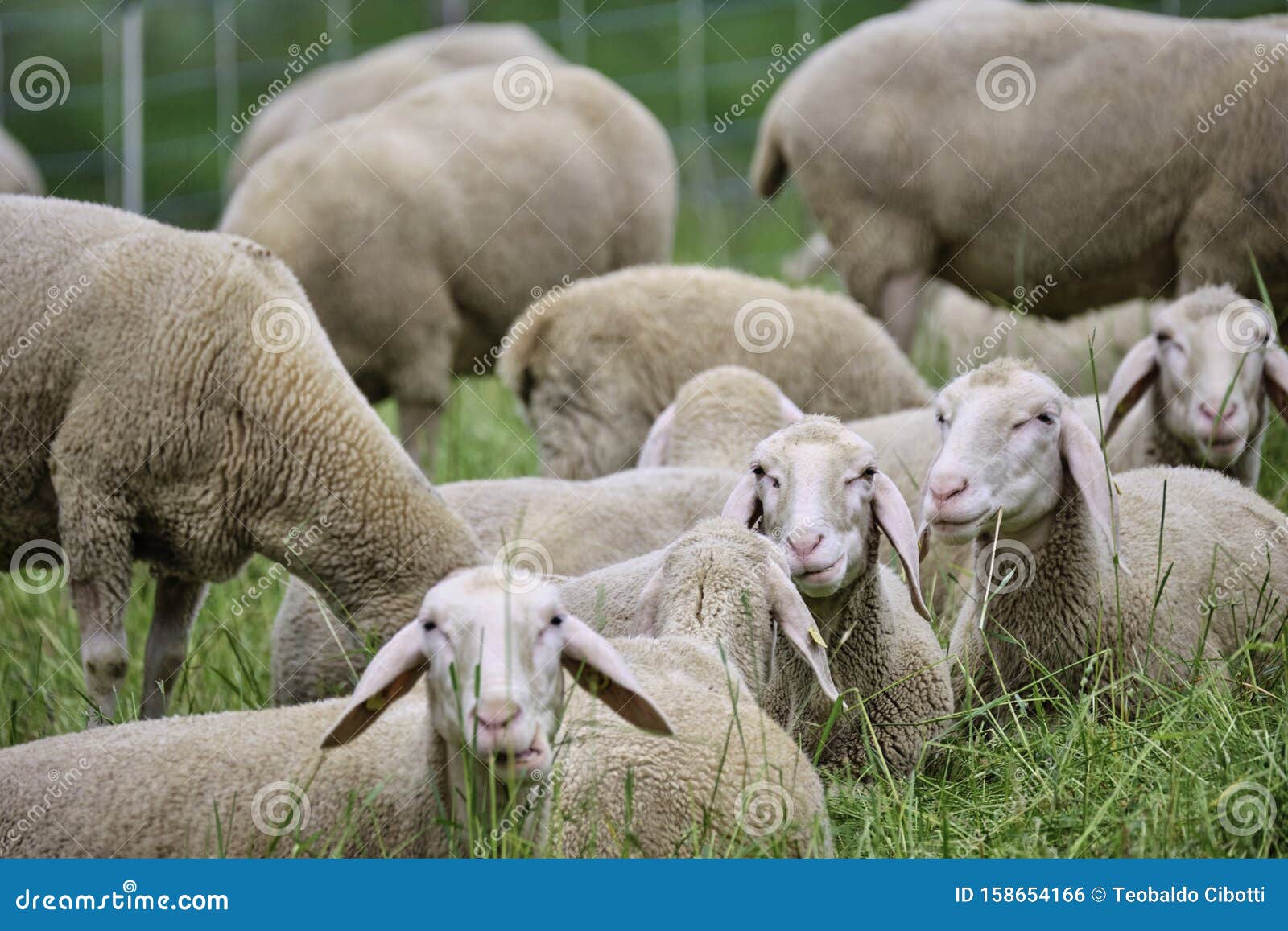 Sheeps grassing in a group stock photo. Image of sehens - 158654166