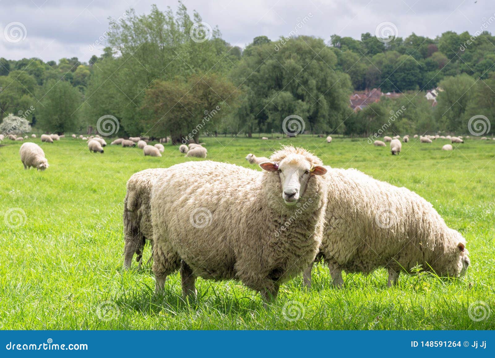 Sheep grazing in the medow stock photo. Image of agriculture - 148591264
