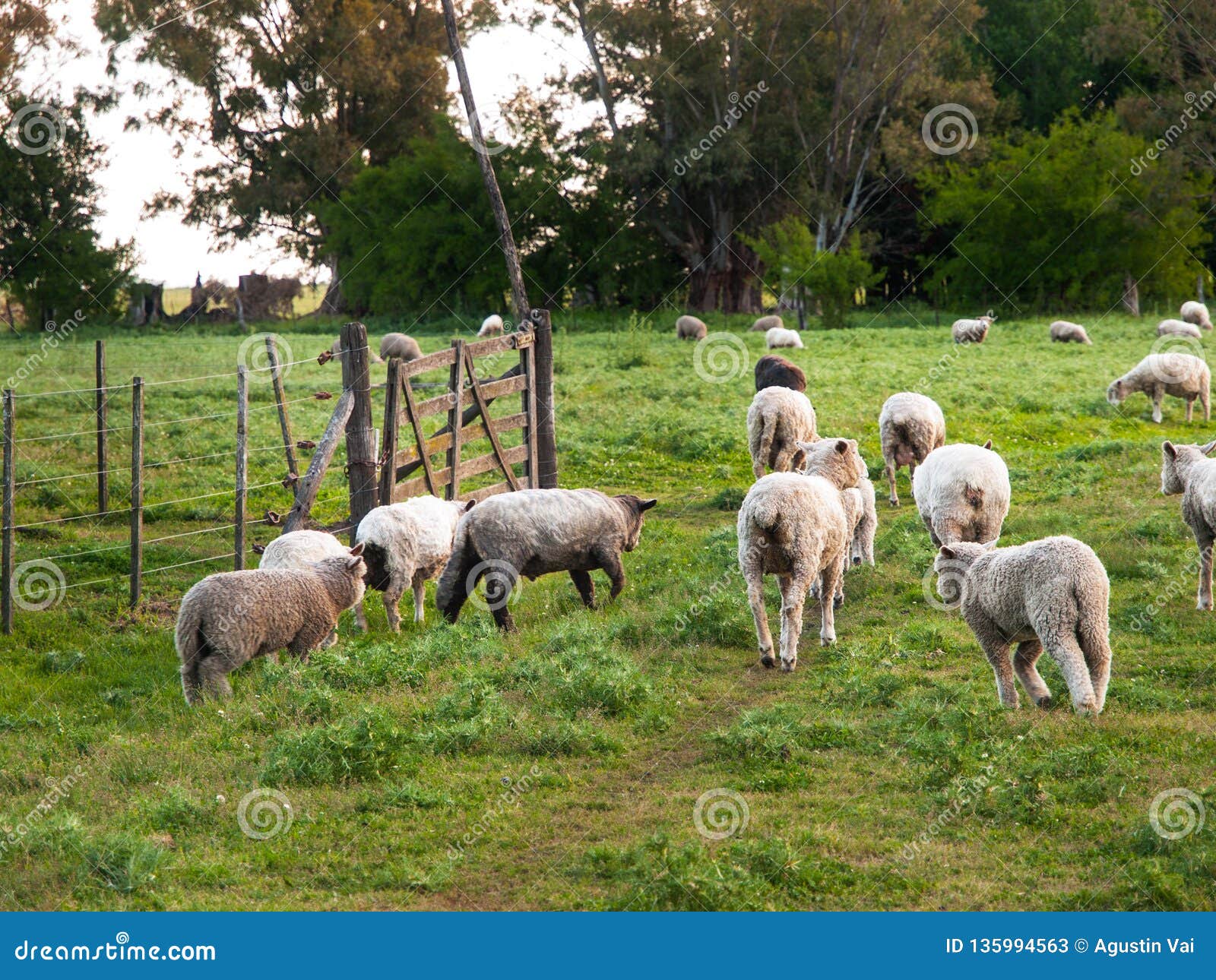 Sheeps in the farm stock image. Image of field, lamb - 135994563