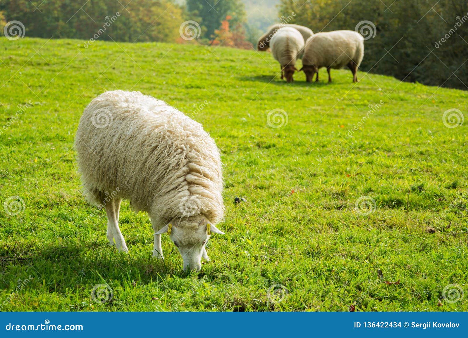 Sheeps on green grass stock photo. Image of spring, germany - 136422434