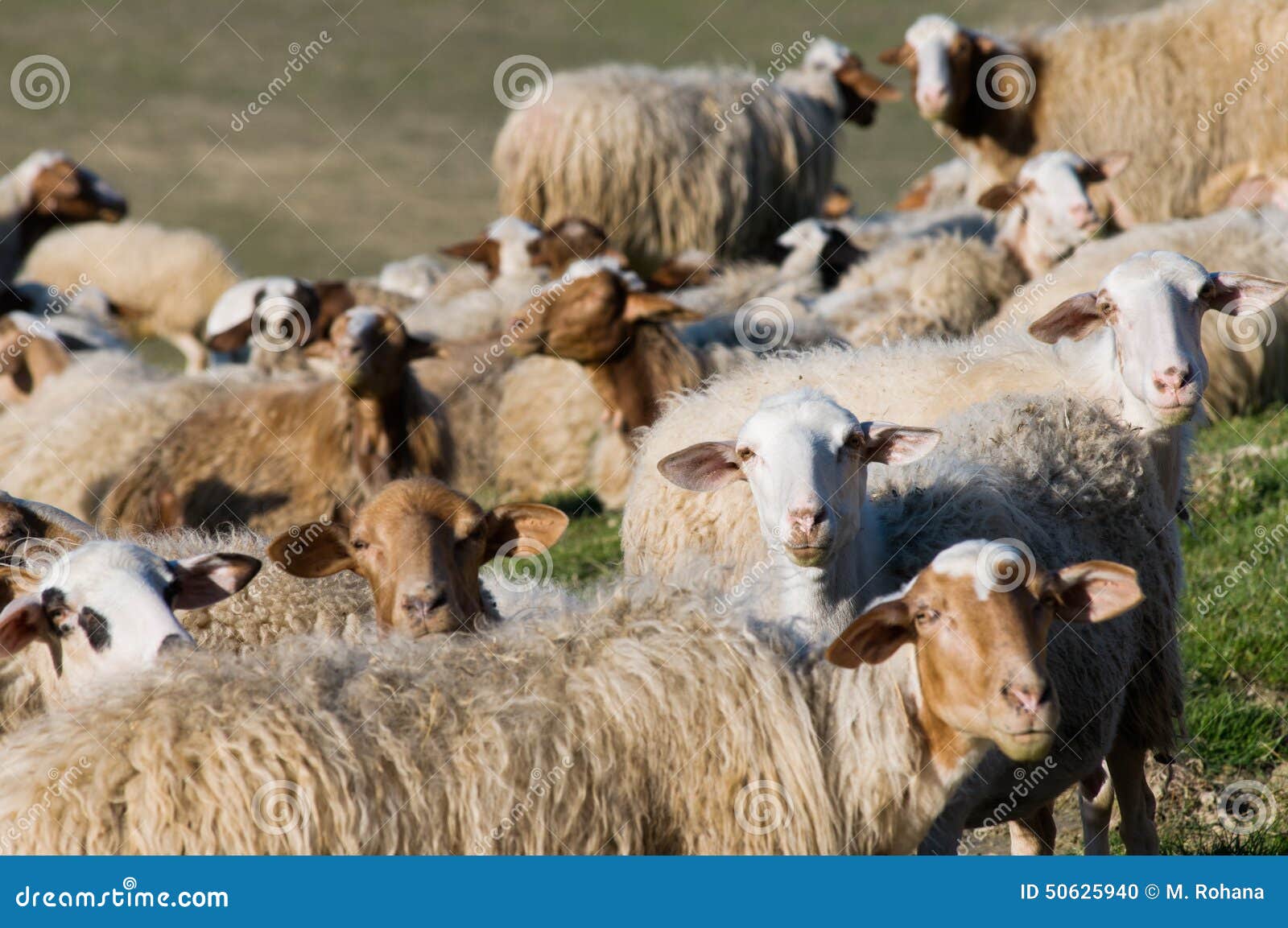 Sheeps stock photo. Image of group, sheep, farm, outdoor - 50625940