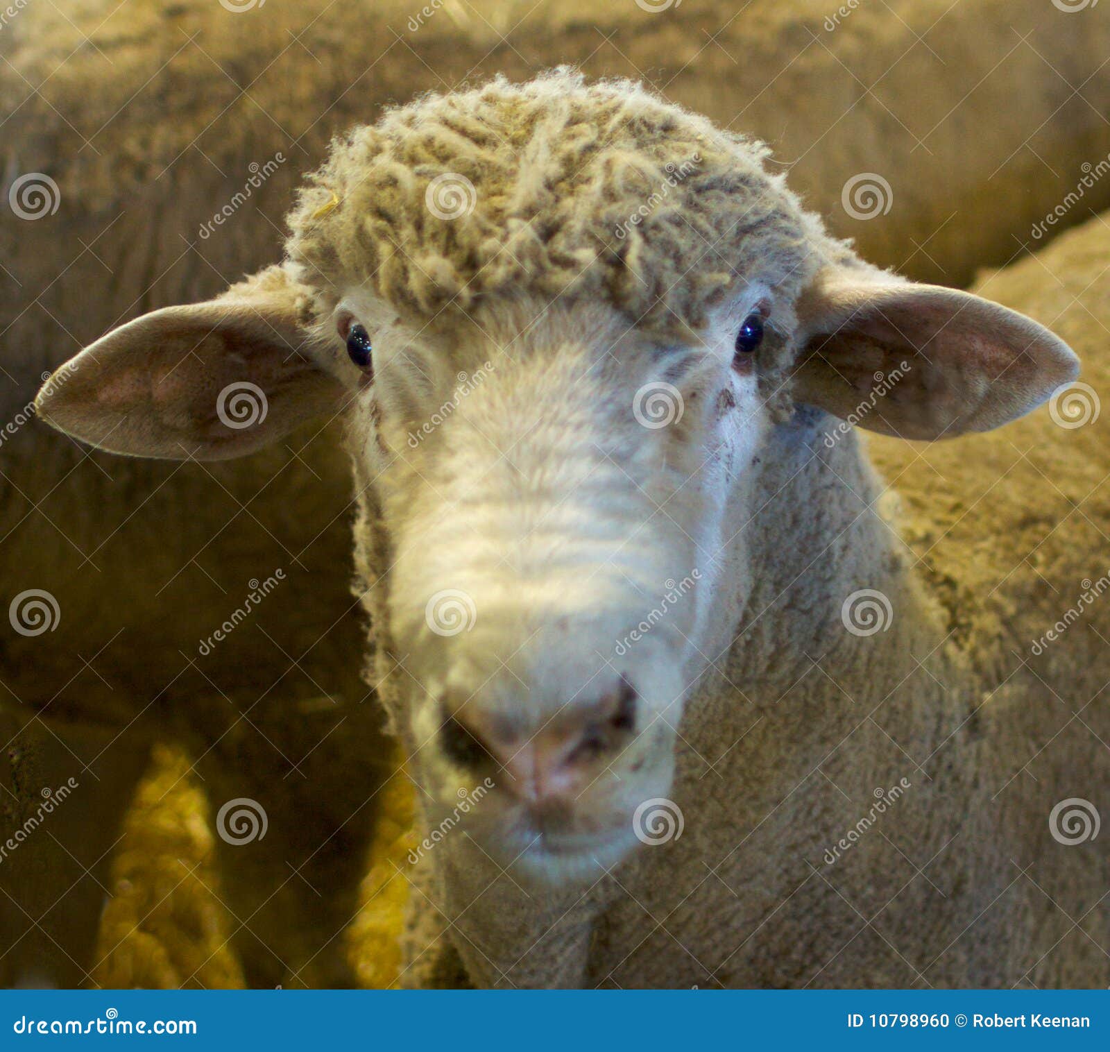 Sheeps head stock photo. Image of mouth, strong, nature - 10798960