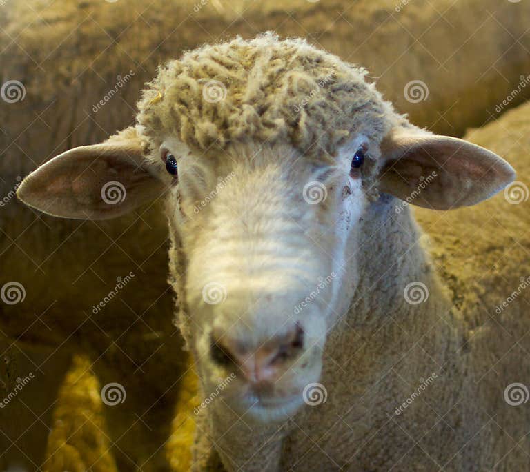 Sheeps head stock photo. Image of mouth, strong, nature - 10798960