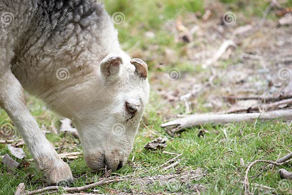 Sheeps head stock photo. Image of outdoors, green, ears - 17553158