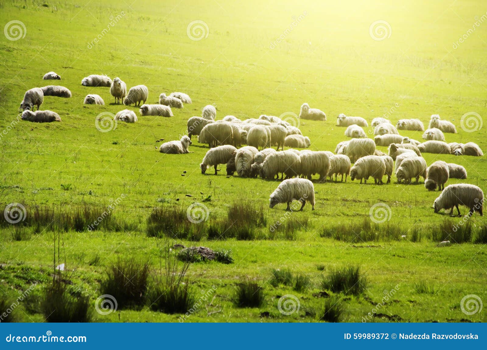 Sheeps Herd at Green Field stock photo. Image of countryside - 59989372
