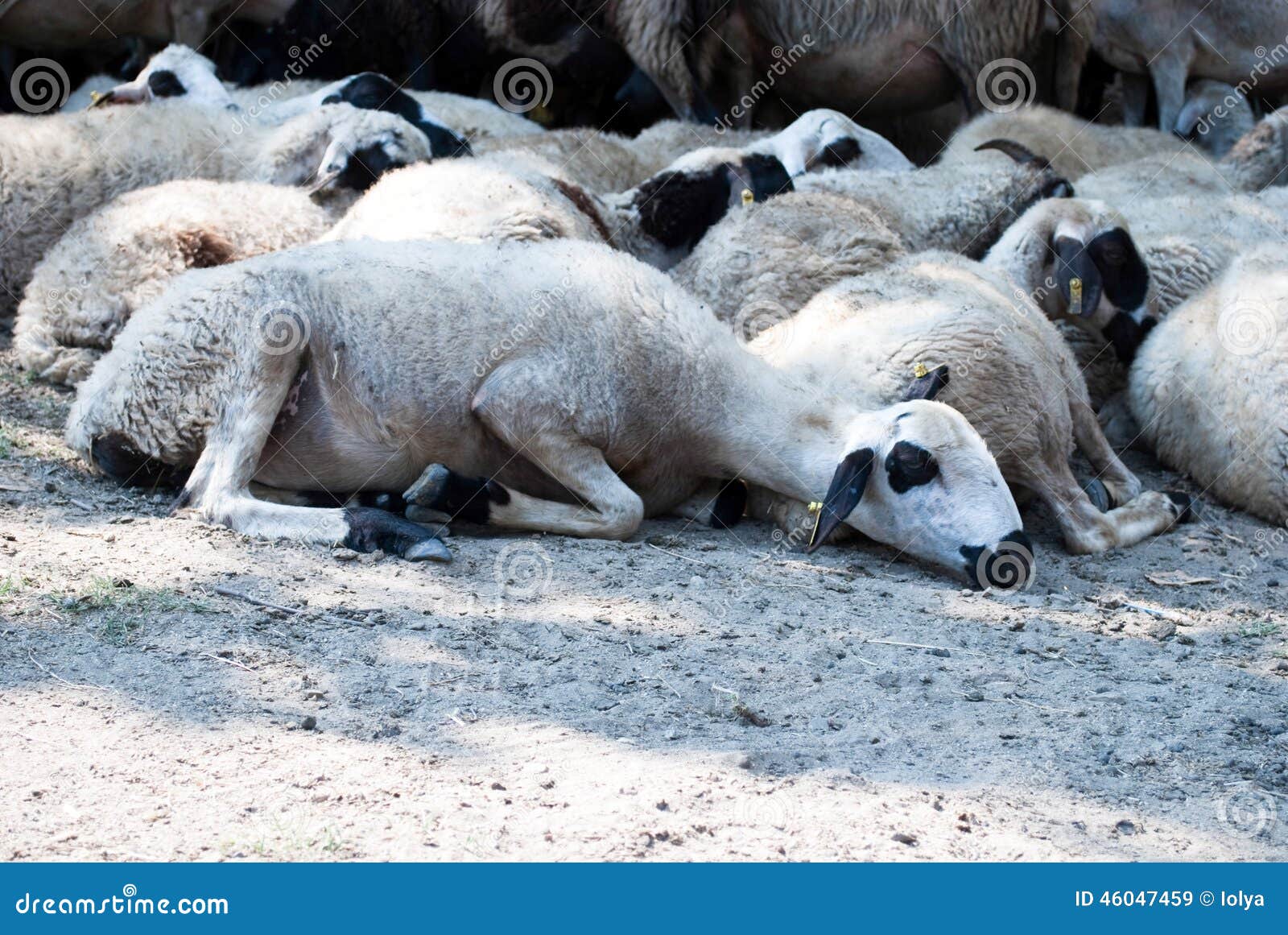 Sheeps stock image. Image of food, tired, black, nature - 46047459