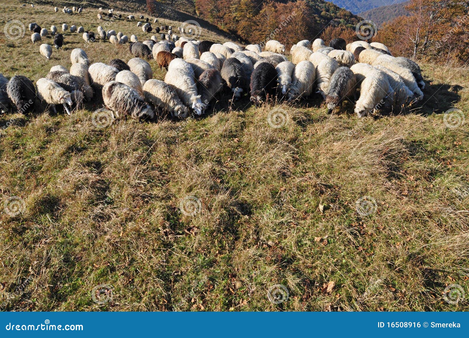 Sheeps on a hillside. stock photo. Image of industries - 16508916