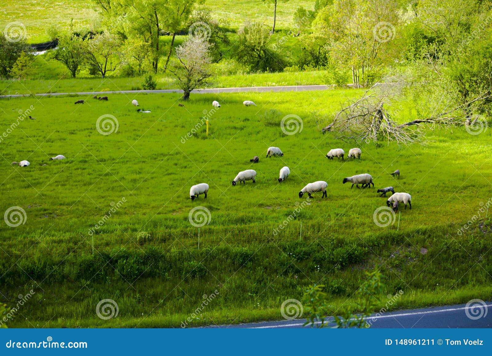Sheeps on an Idyllic Mountain Pasture in Bavaria Stock Image - Image of ...
