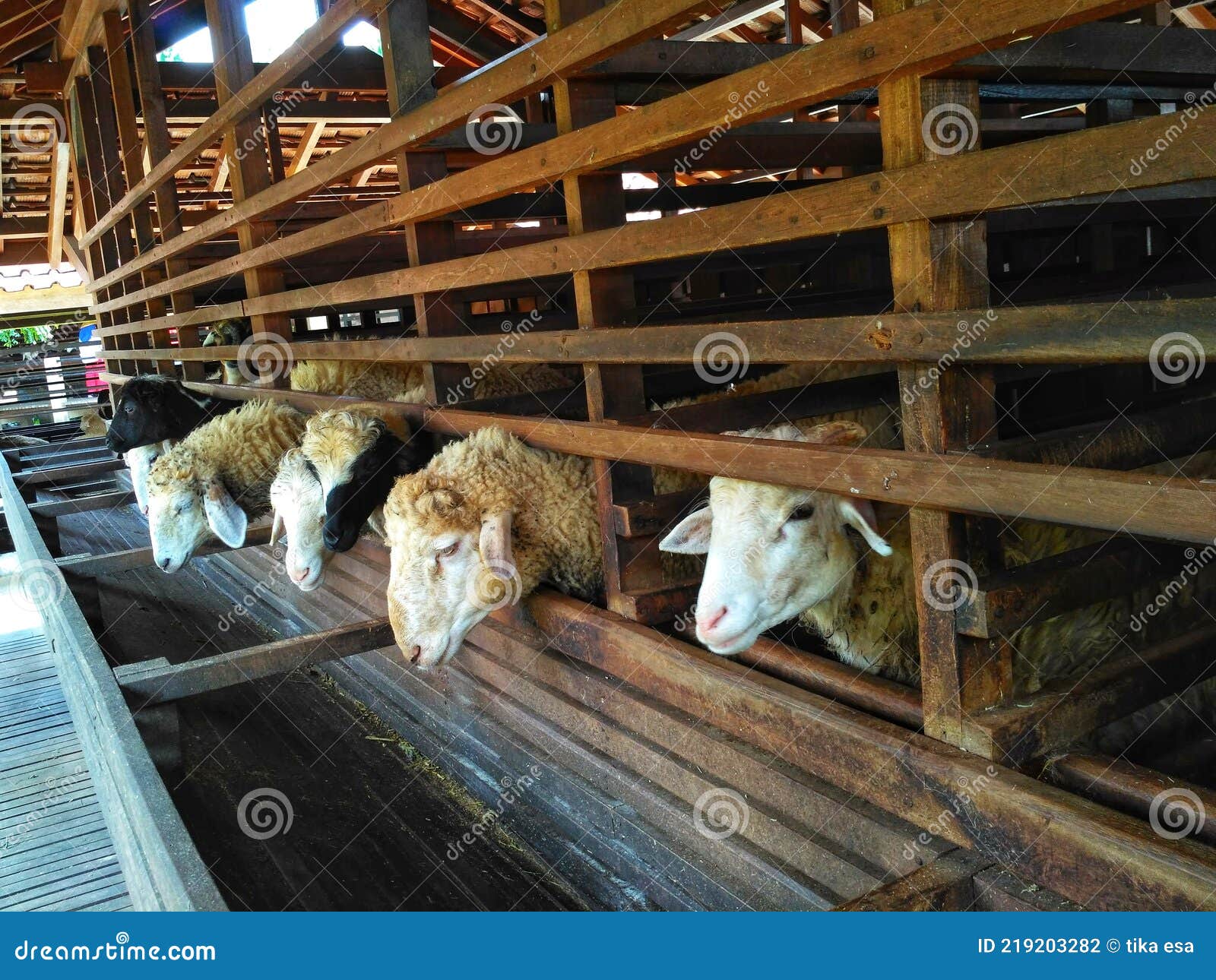 The Sheeps inside cage stock photo. Image of inside - 219203282