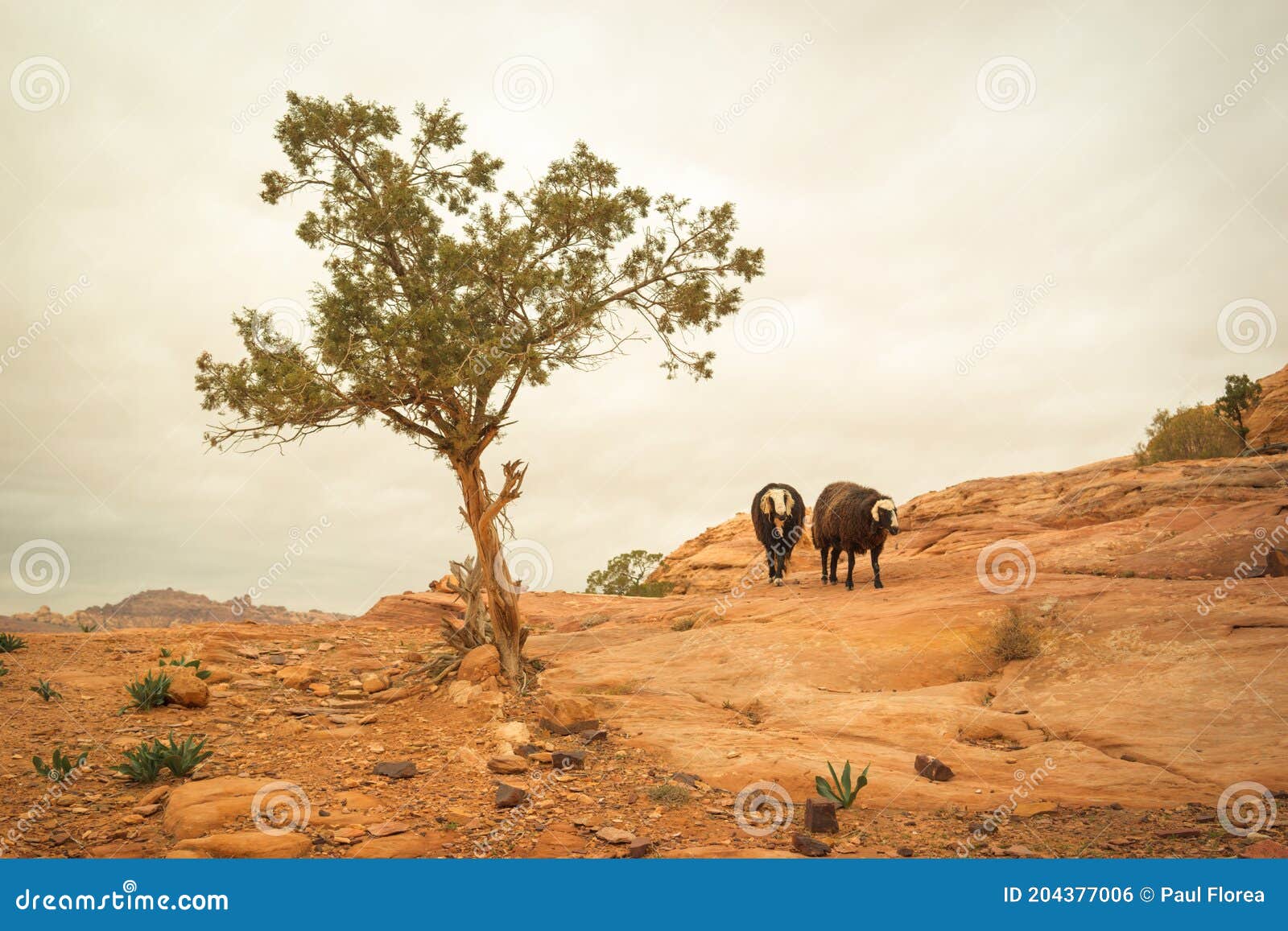 Sheeps of Jordan stock photo. Image of coat, landscape - 204377006