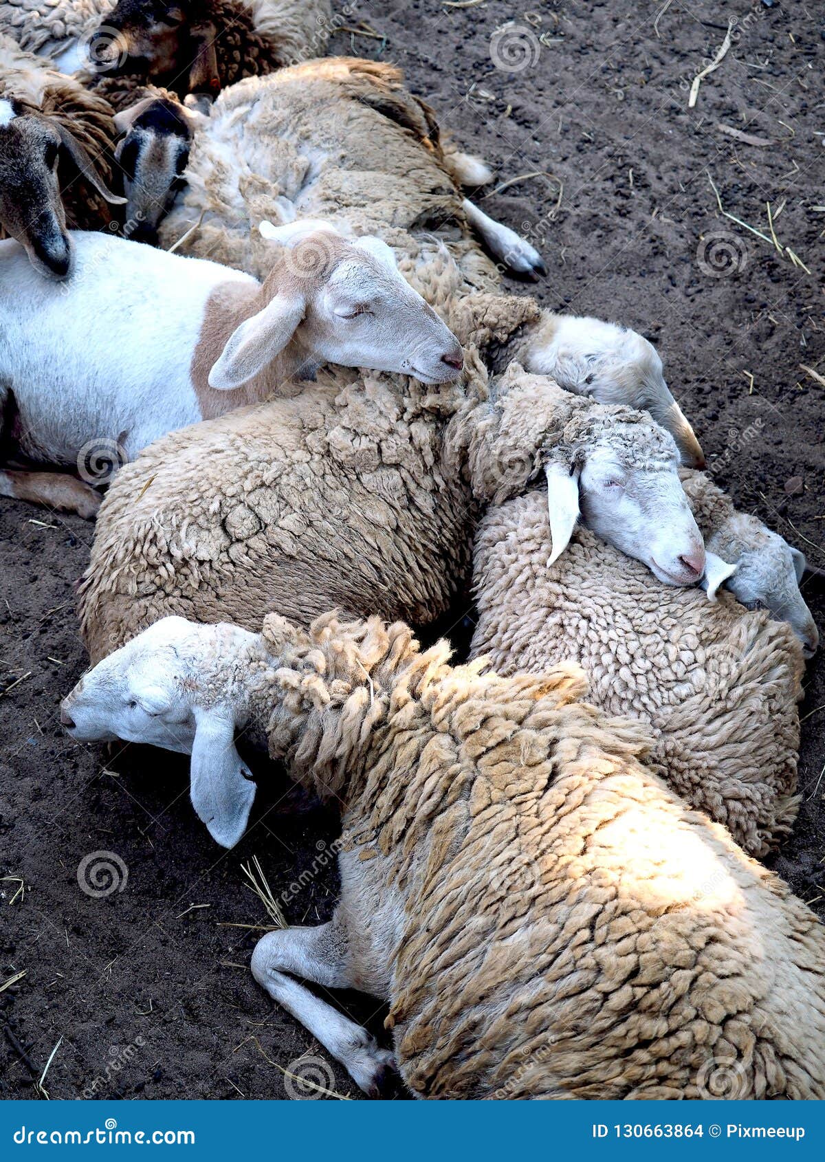 Sheeps Lay upon Each Other on Floor. Stock Photo - Image of crowd ...