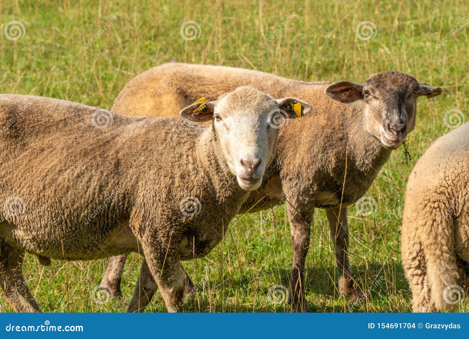 Sheeps Looking at the Camera Stock Photo - Image of graze, animal ...
