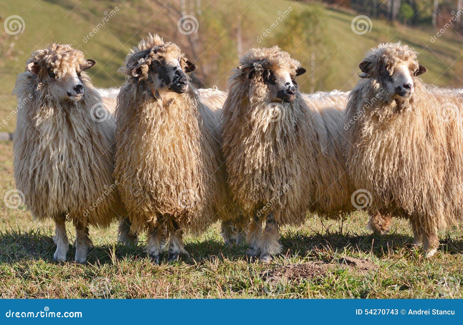 Sheep looking one way stock image. Image of sheep, countryside - 54270743