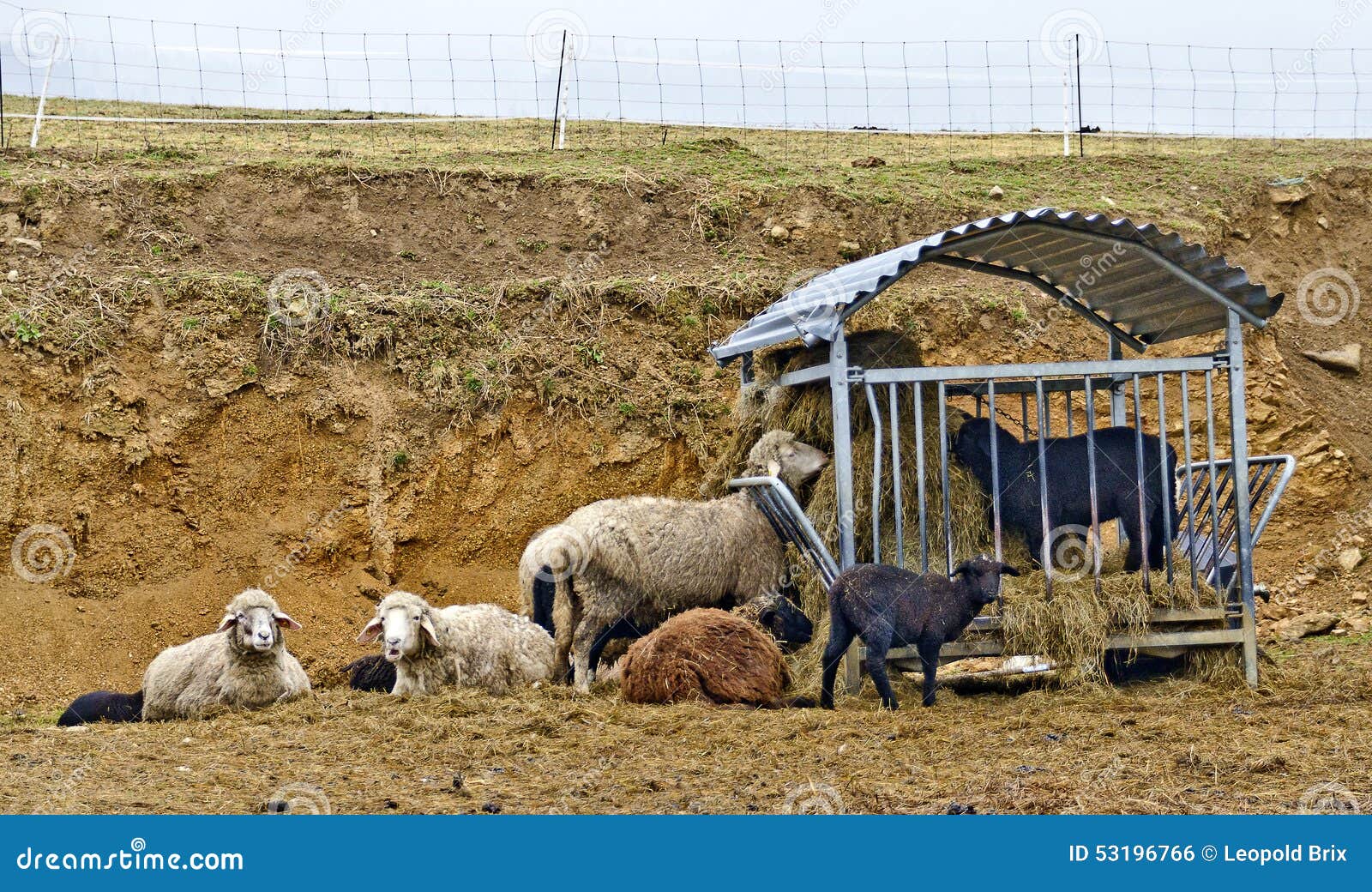 Sheeps at a manger stock photo. Image of feed, farming - 53196766