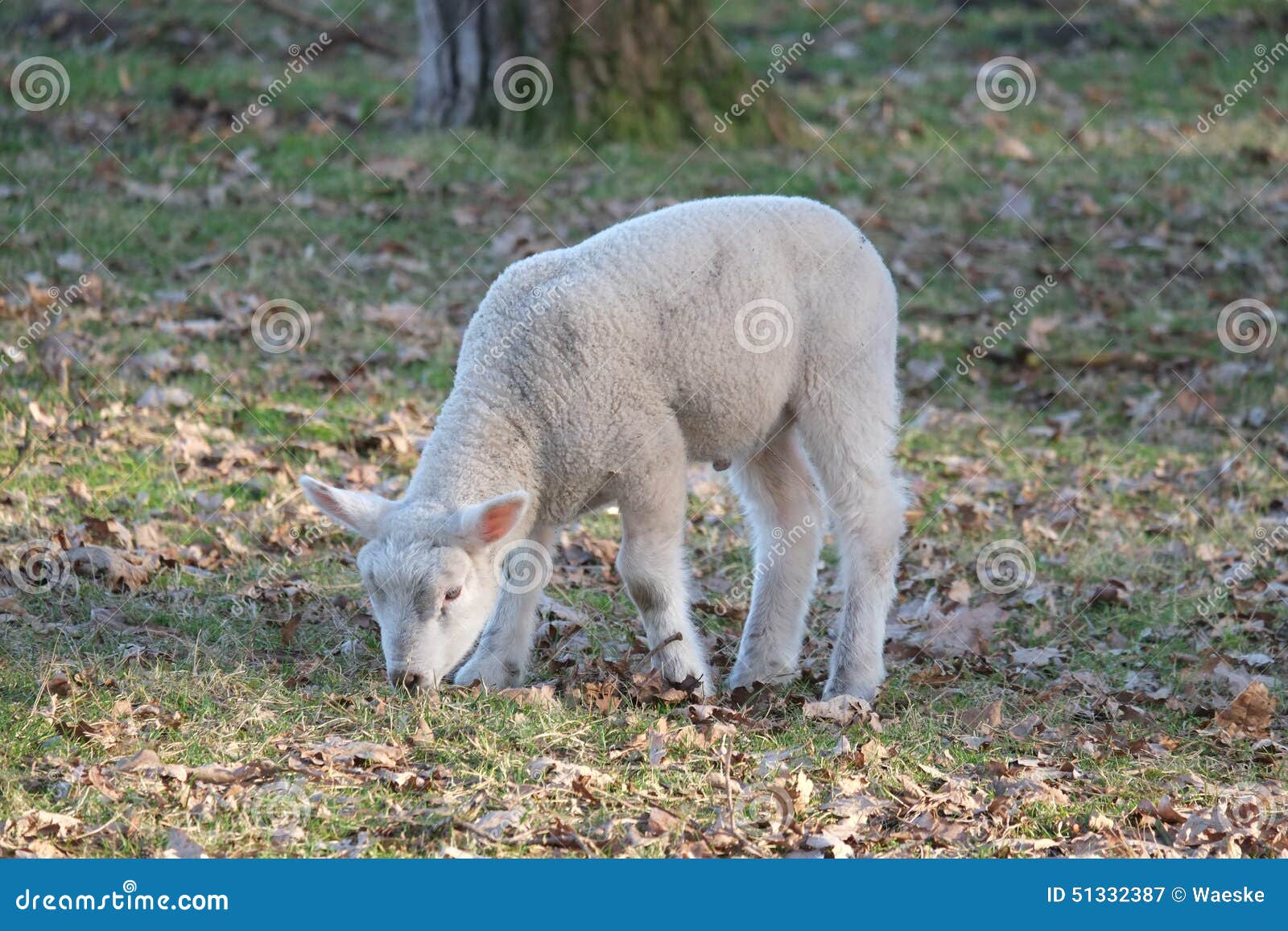 Sheeps stock image. Image of grazing, muensterland, wildlife - 51332387