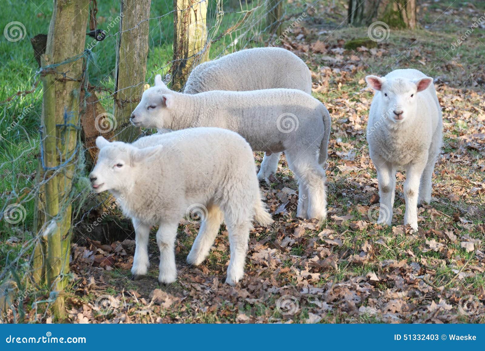 Sheeps stock image. Image of animal, lambs, lamm, schaf - 51332403