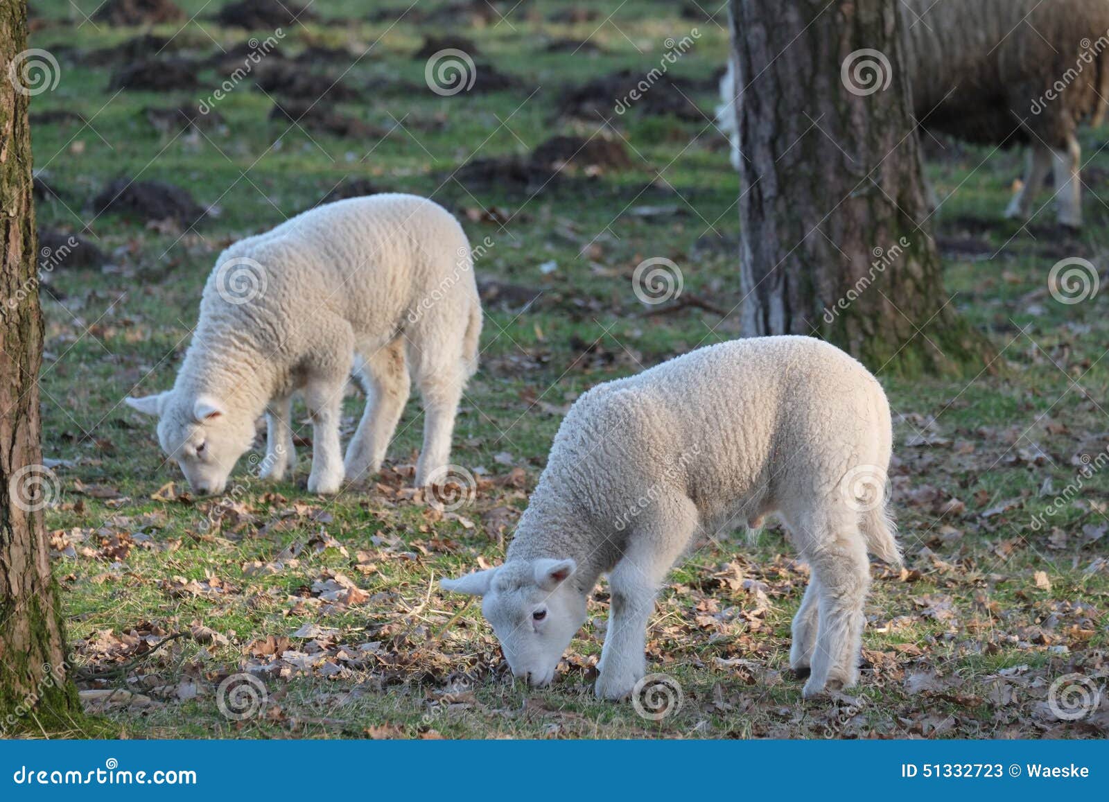 Sheeps stock image. Image of animals, grazing, nature - 51332723
