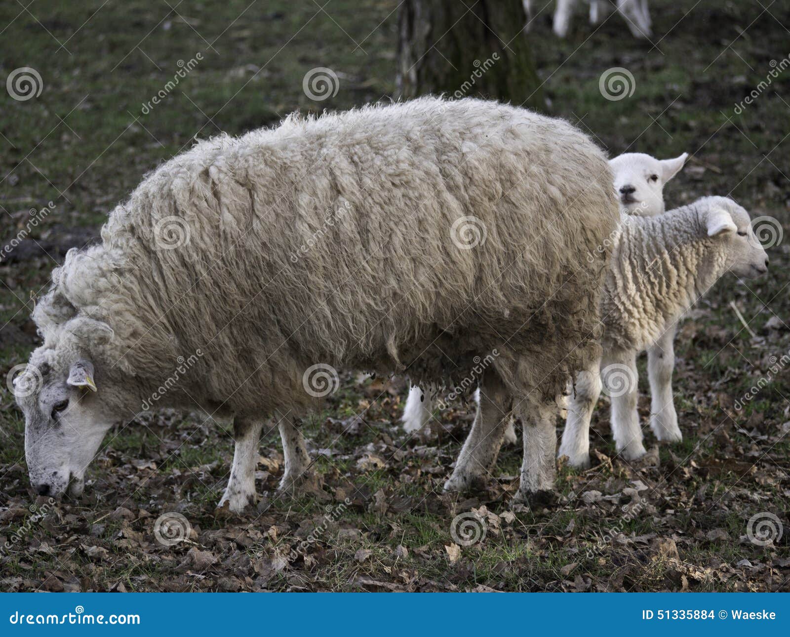 Sheeps stock photo. Image of schaf, grass, wool, livestock - 51335884