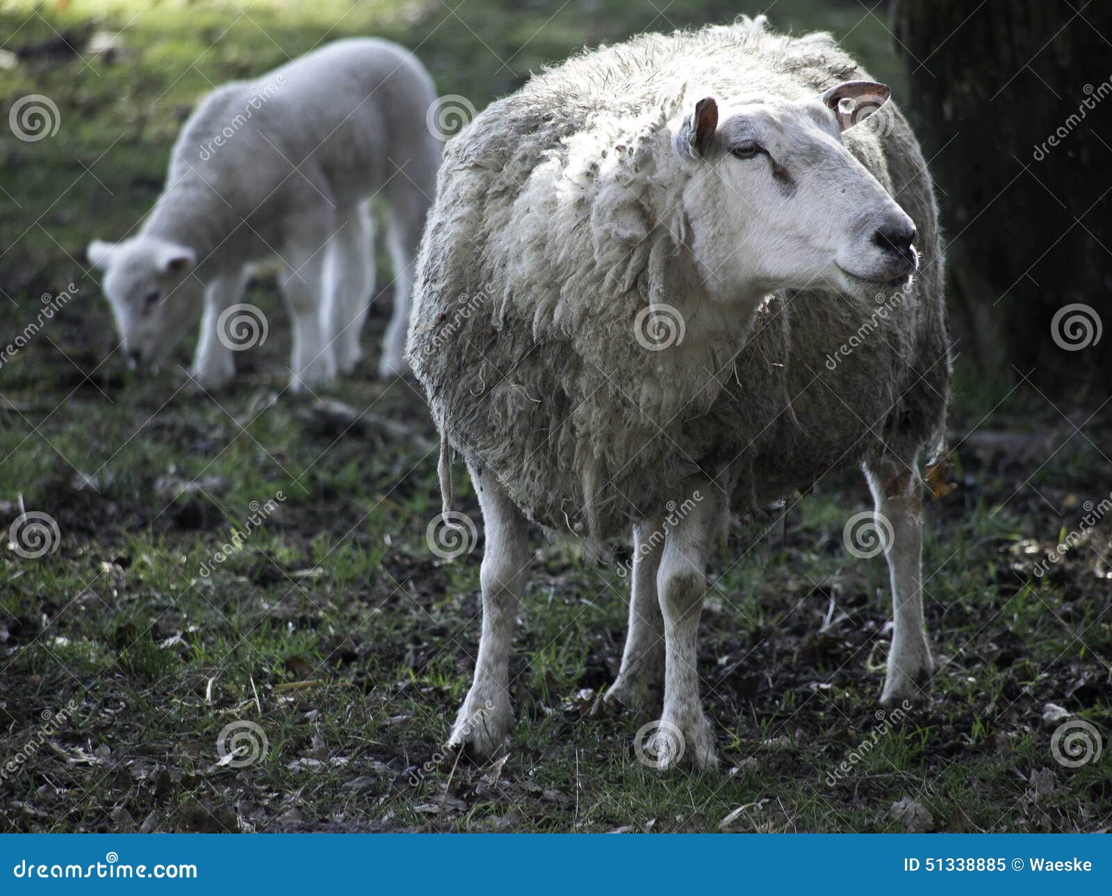 Sheeps stock image. Image of livestock, lamb, wildlife - 51338885