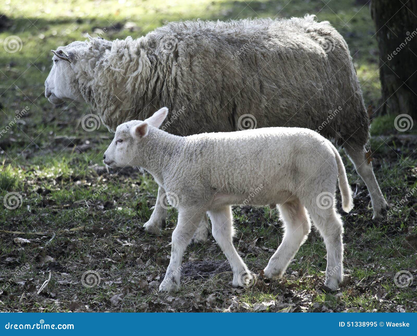 Sheeps stock image. Image of sheeps, lamm, goats, wool - 51338995