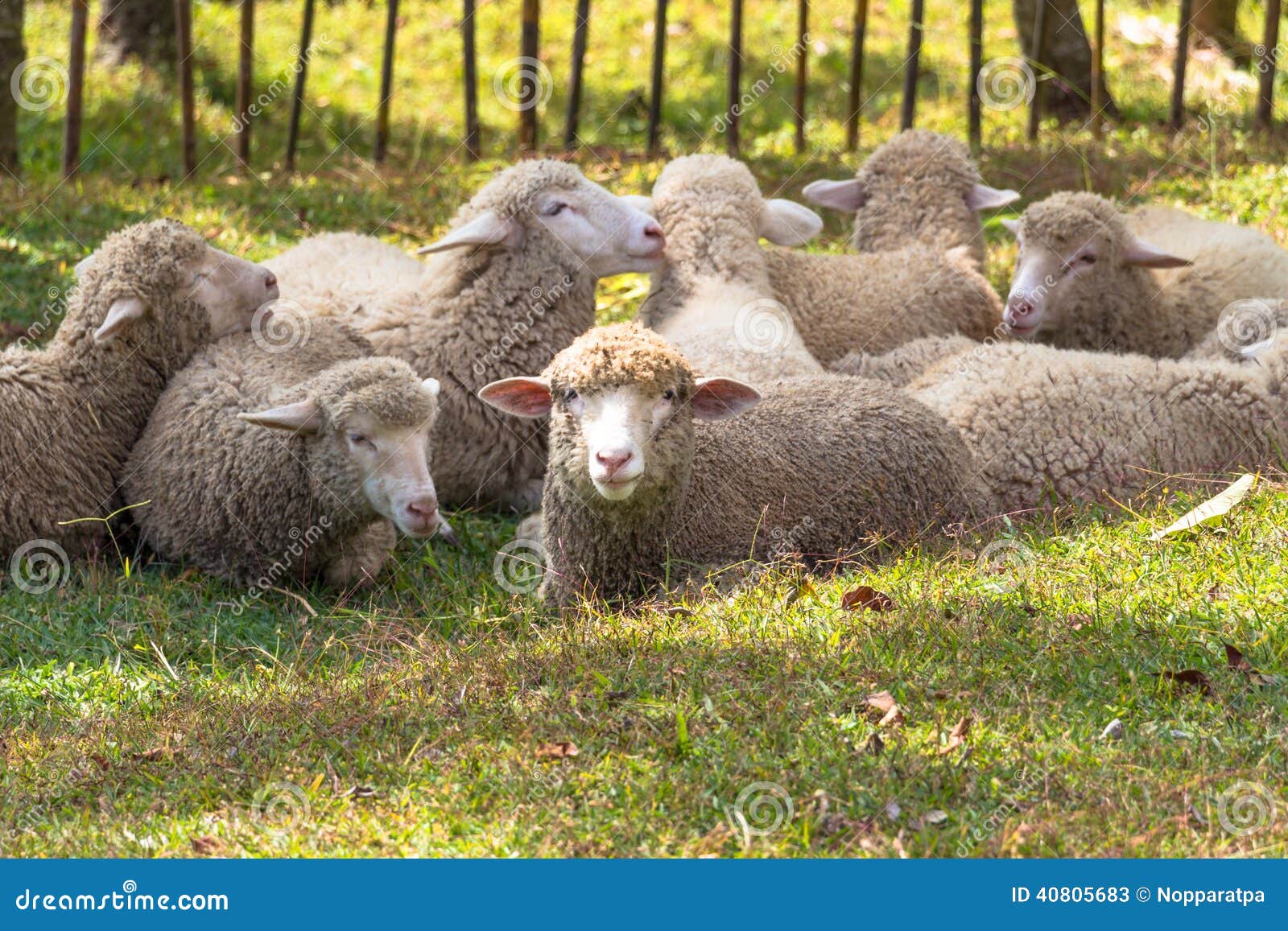 Sheeps stock image. Image of animal, grassland, livestock - 40805683