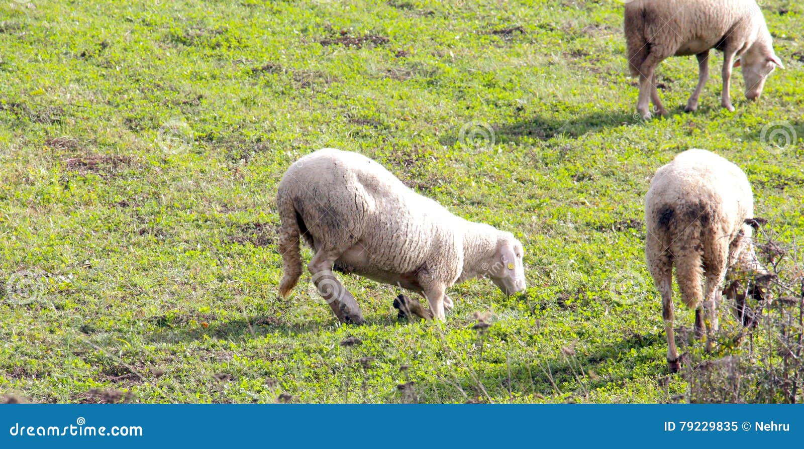 Sheeps on a Meadow. Domestic Animals Theme Stock Image - Image of ...