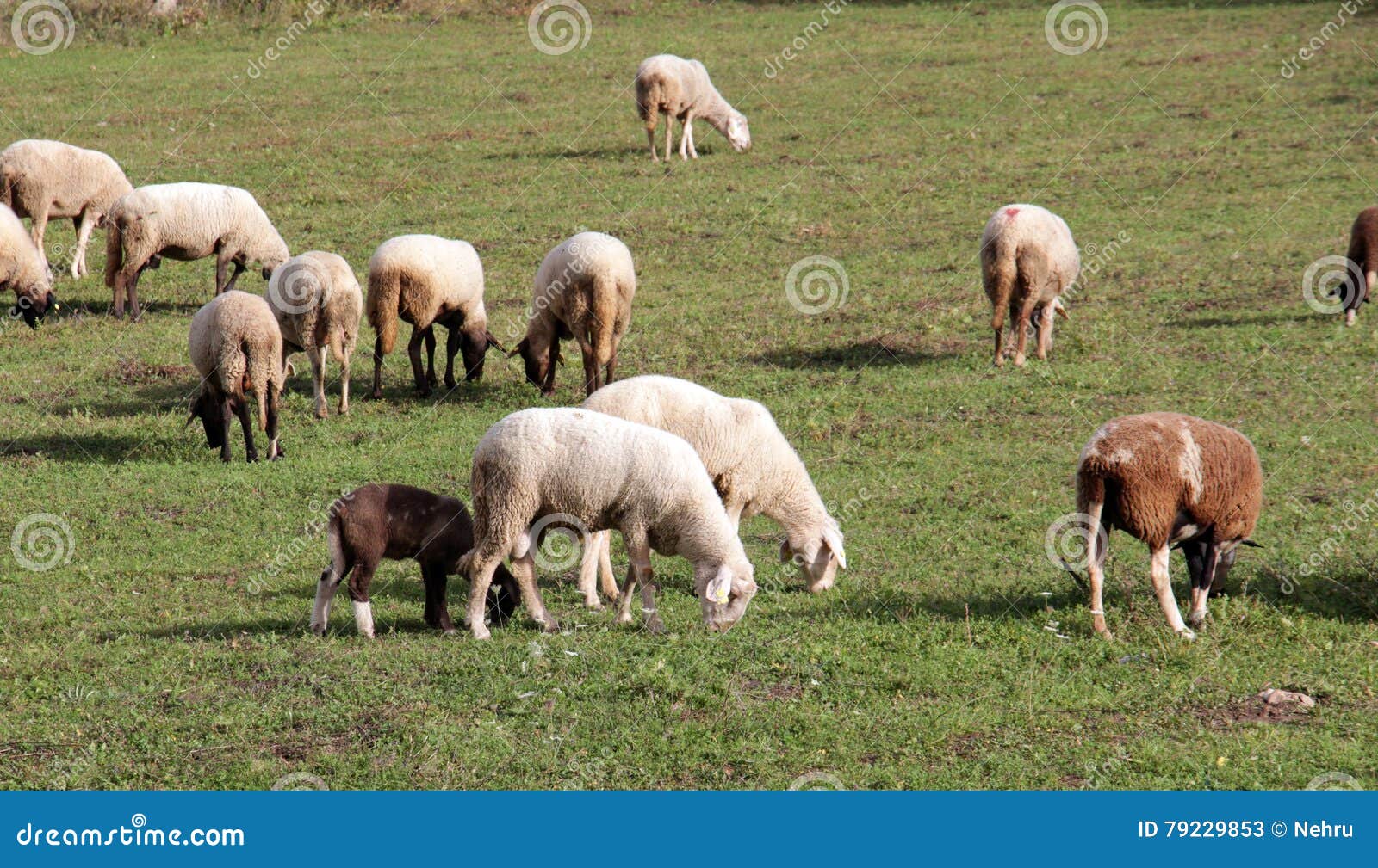 Sheeps on a Meadow. Domestic Animals Theme Stock Image - Image of graze ...