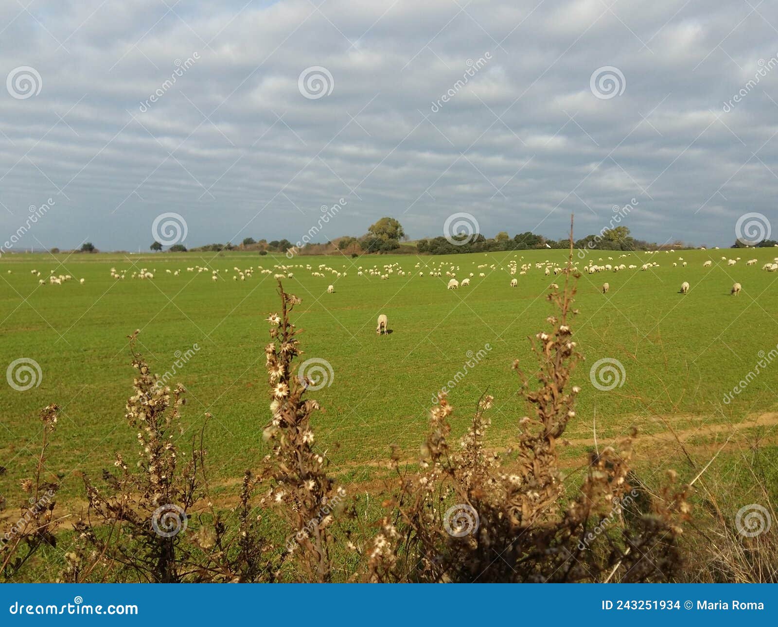 Sheeps on a Medow with Green Grass Stock Photo - Image of plant ...