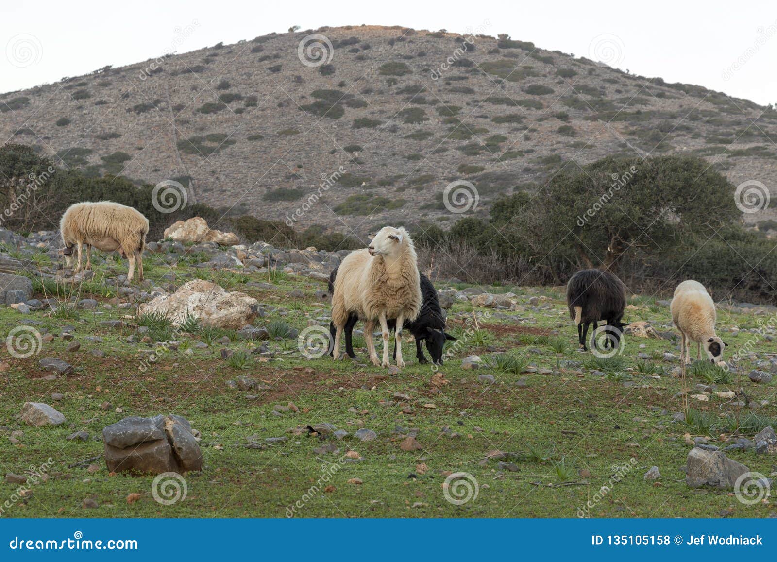 Sheeps in Mountain in Crete Greece. Stock Photo - Image of pasture ...