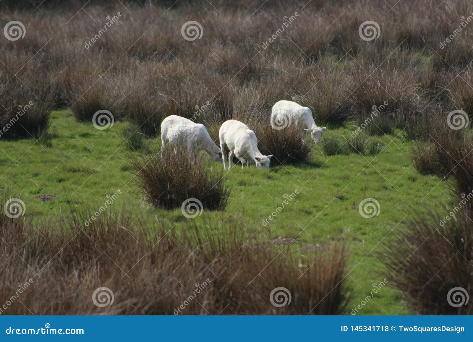 Sheeps in the Mountain of Snowdonia Stock Photo - Image of mountain ...