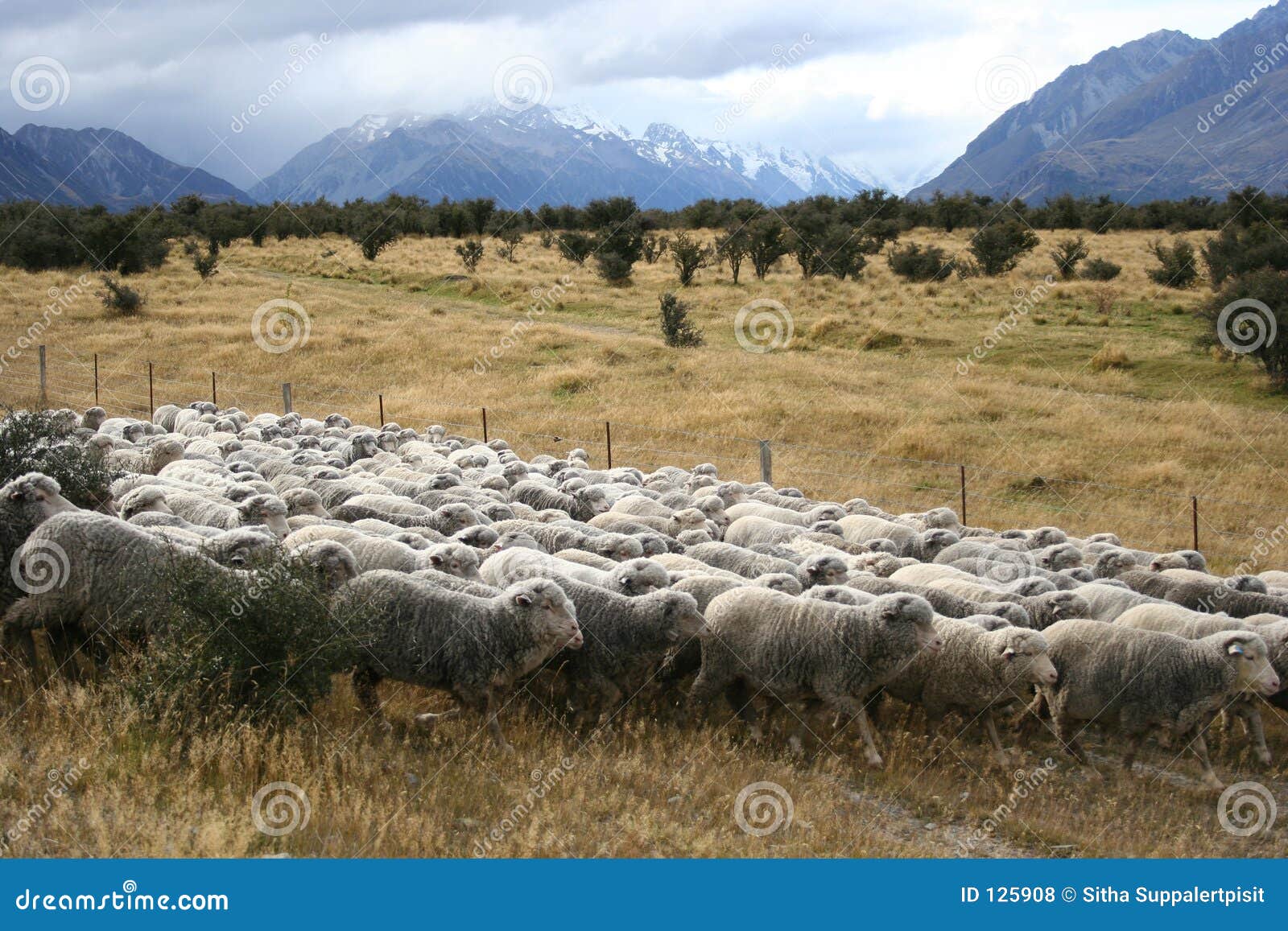 Sheeps, Mt Cook, New Zealand Stock Photo - Image of animal, mount: 125908