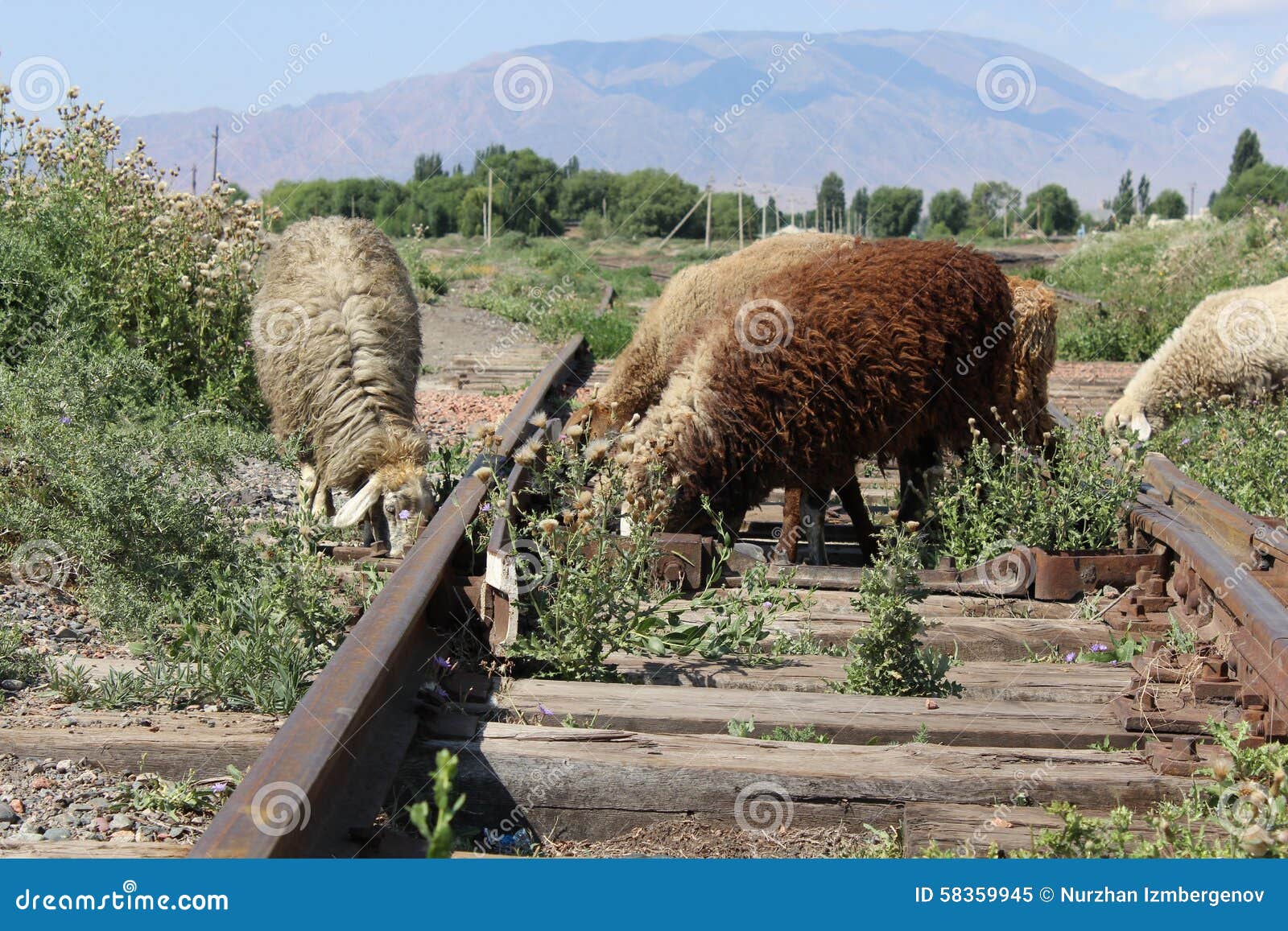 Sheeps on old train tracks stock image. Image of farm - 58359945