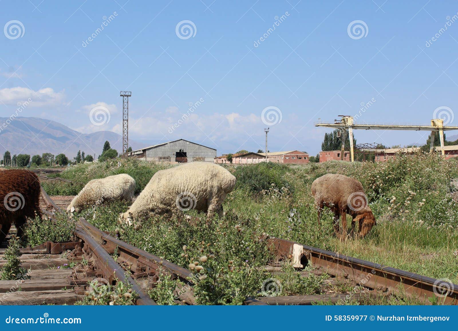 Sheeps on old train tracks stock image. Image of ride - 58359977