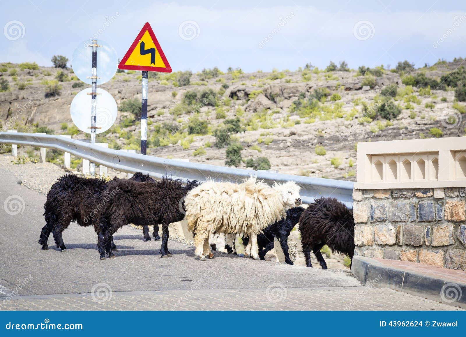 Sheeps Oman stock photo. Image of desert, bani, middle - 43962624
