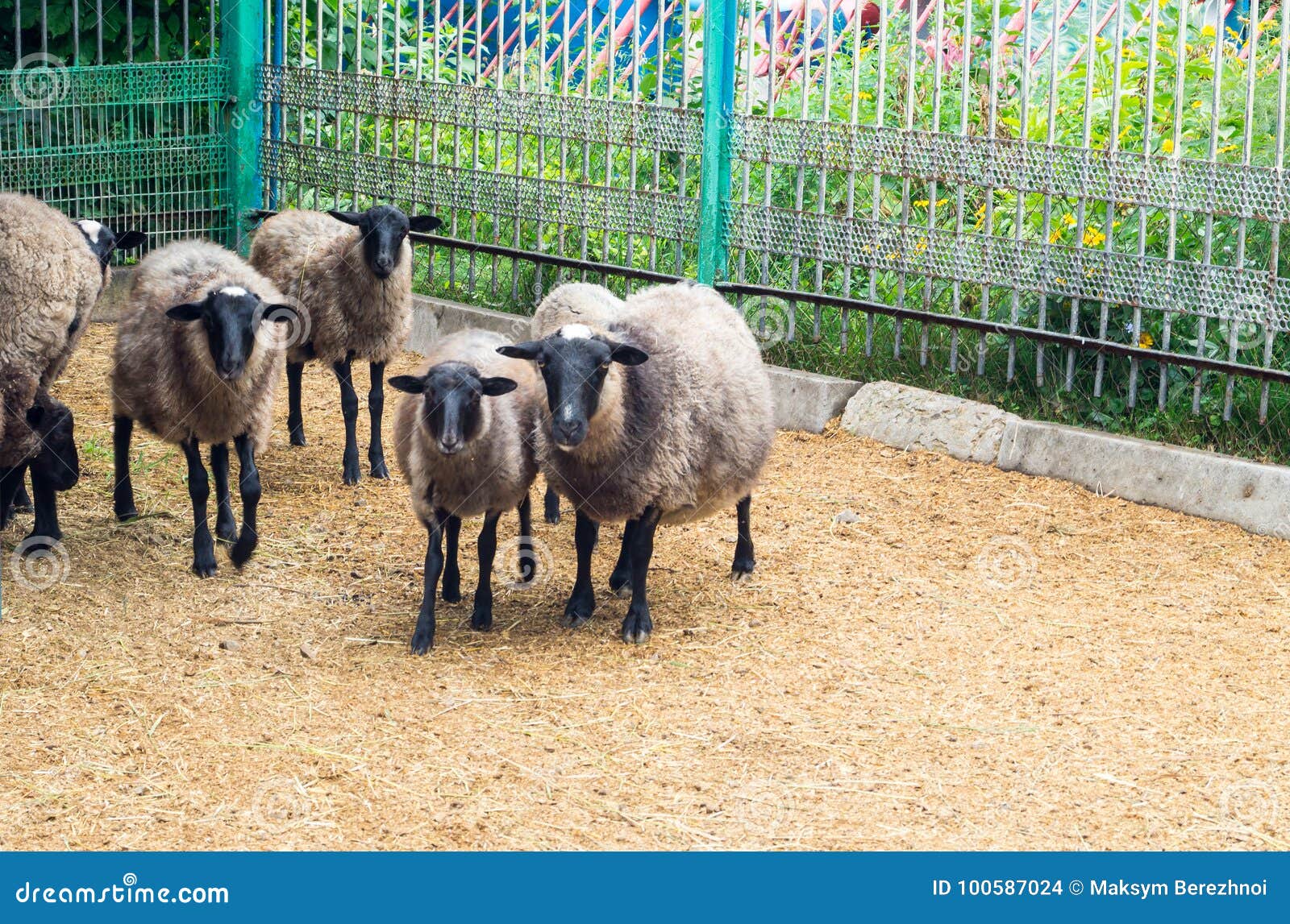 Sheeps outdoors stock photo. Image of mammal, rural - 100587024