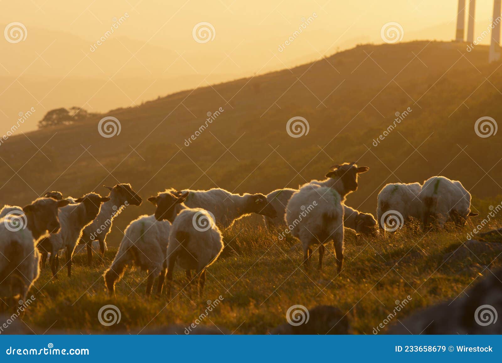 Sheeps Pacing in the Basque Mountains at Sunset Stock Image - Image of ...