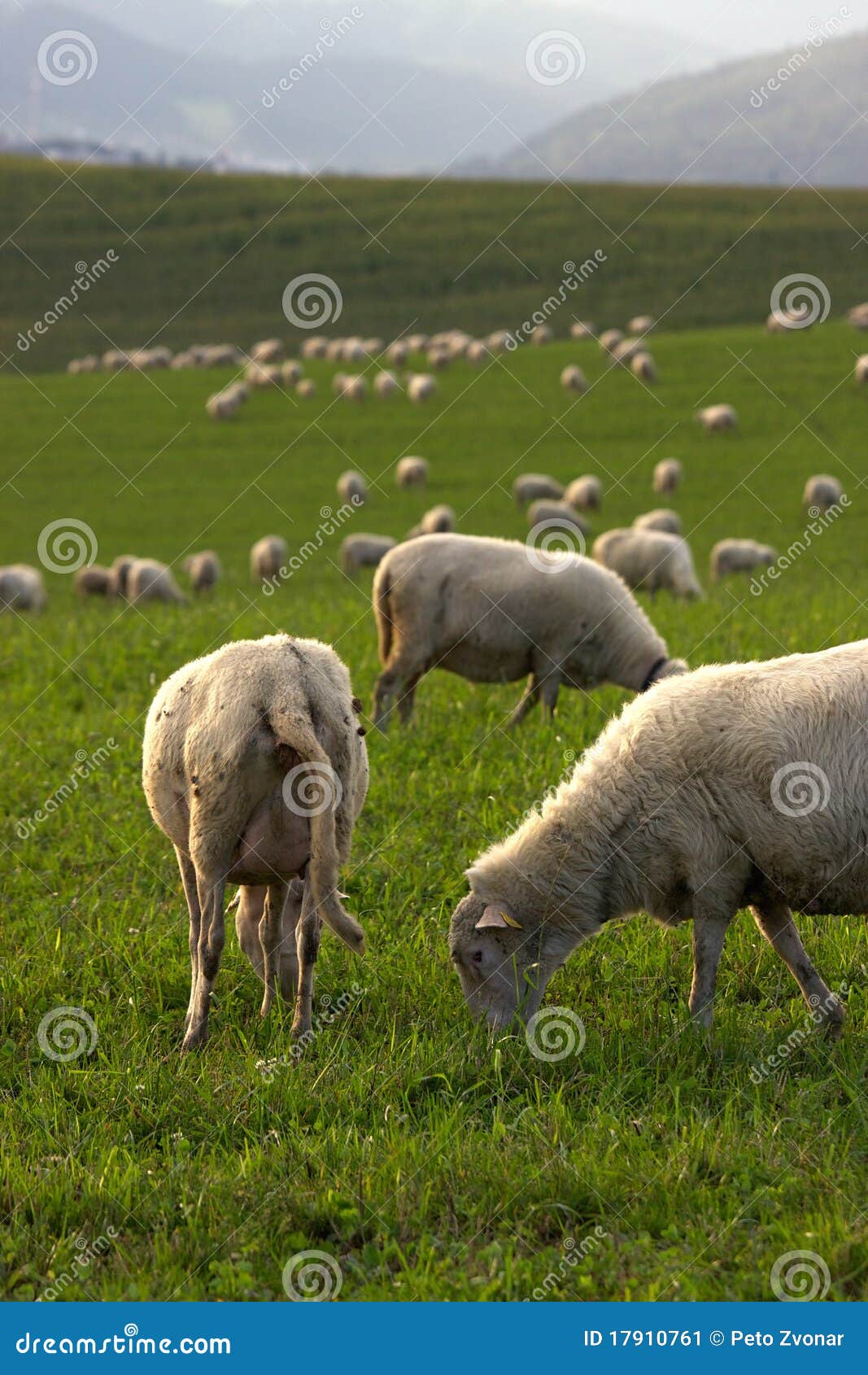 Sheeps on pasture stock image. Image of pasture, animals - 17910761