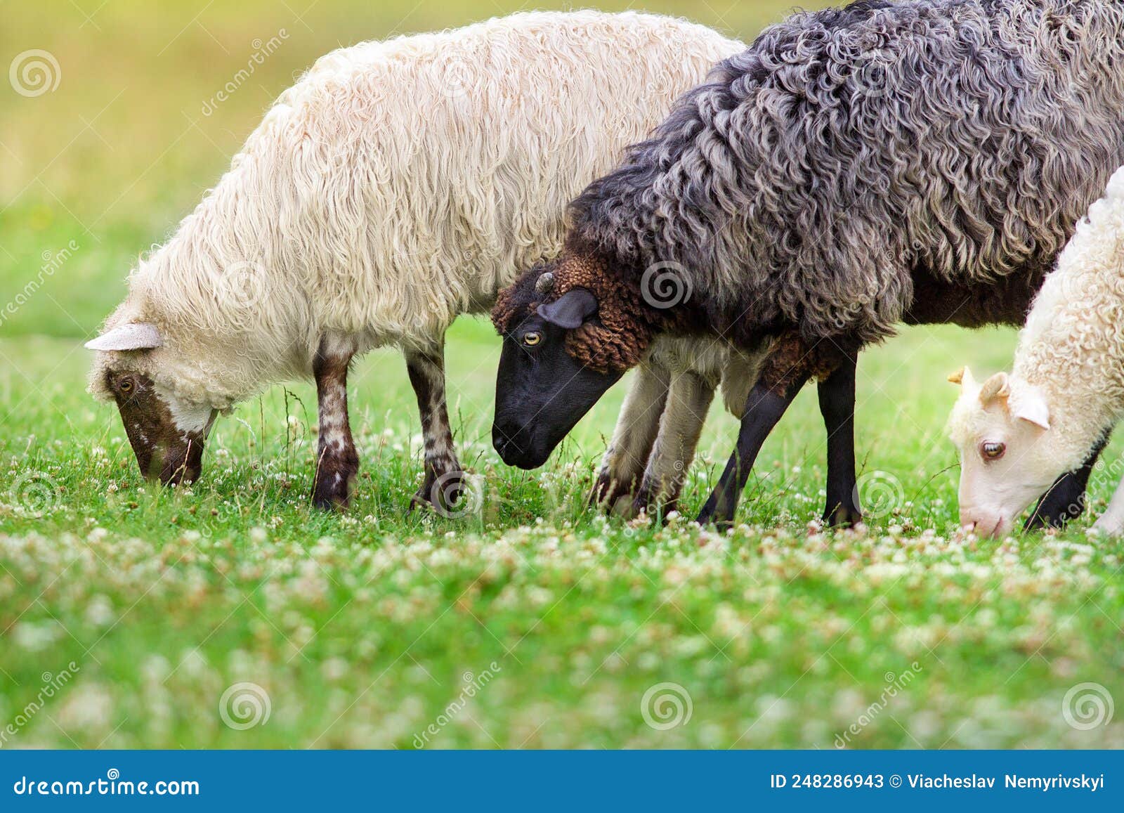 Sheeps on pasture stock image. Image of sheep, farming - 248286943