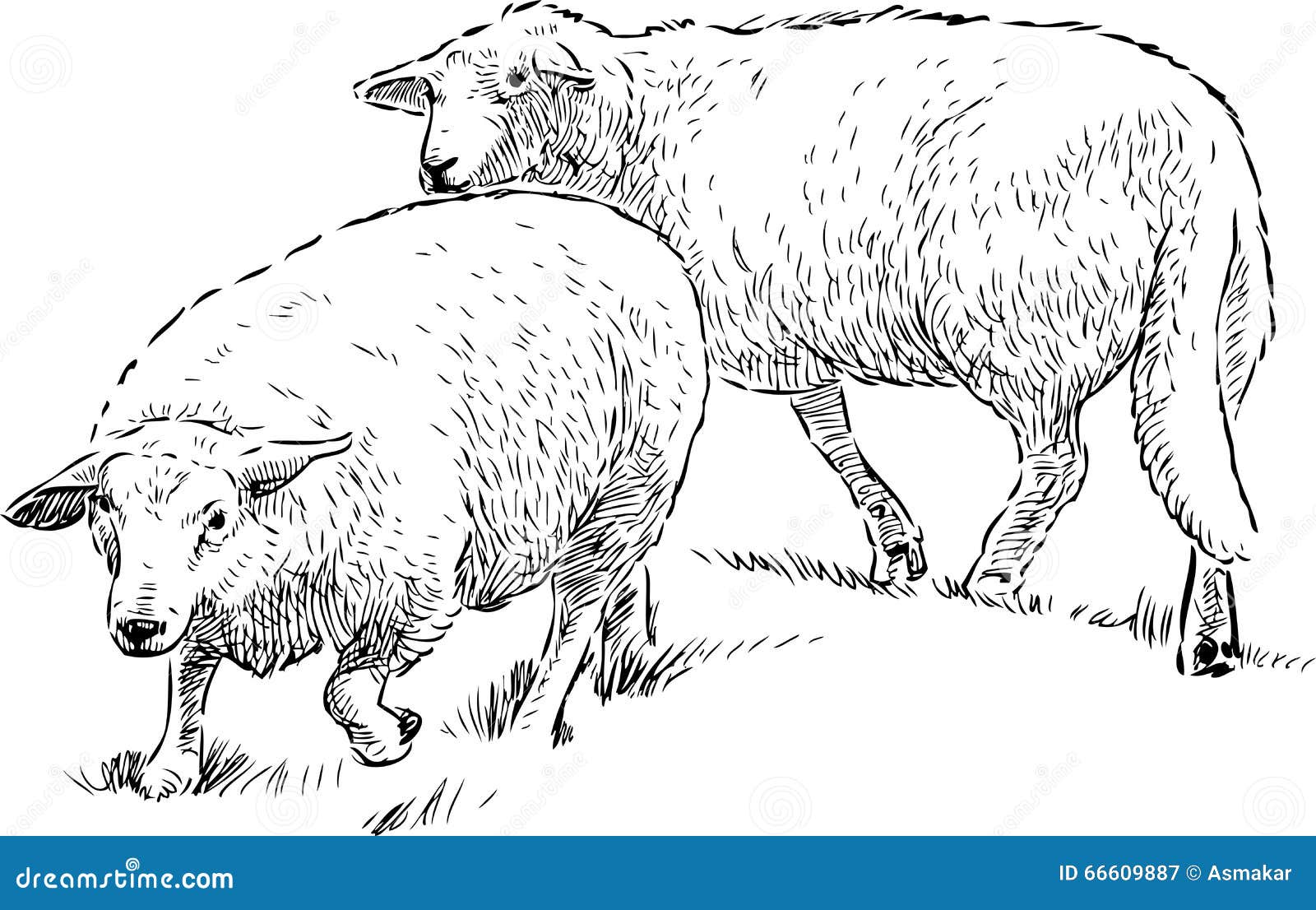 Sheeps in the pasture stock vector. Illustration of vector - 66609887