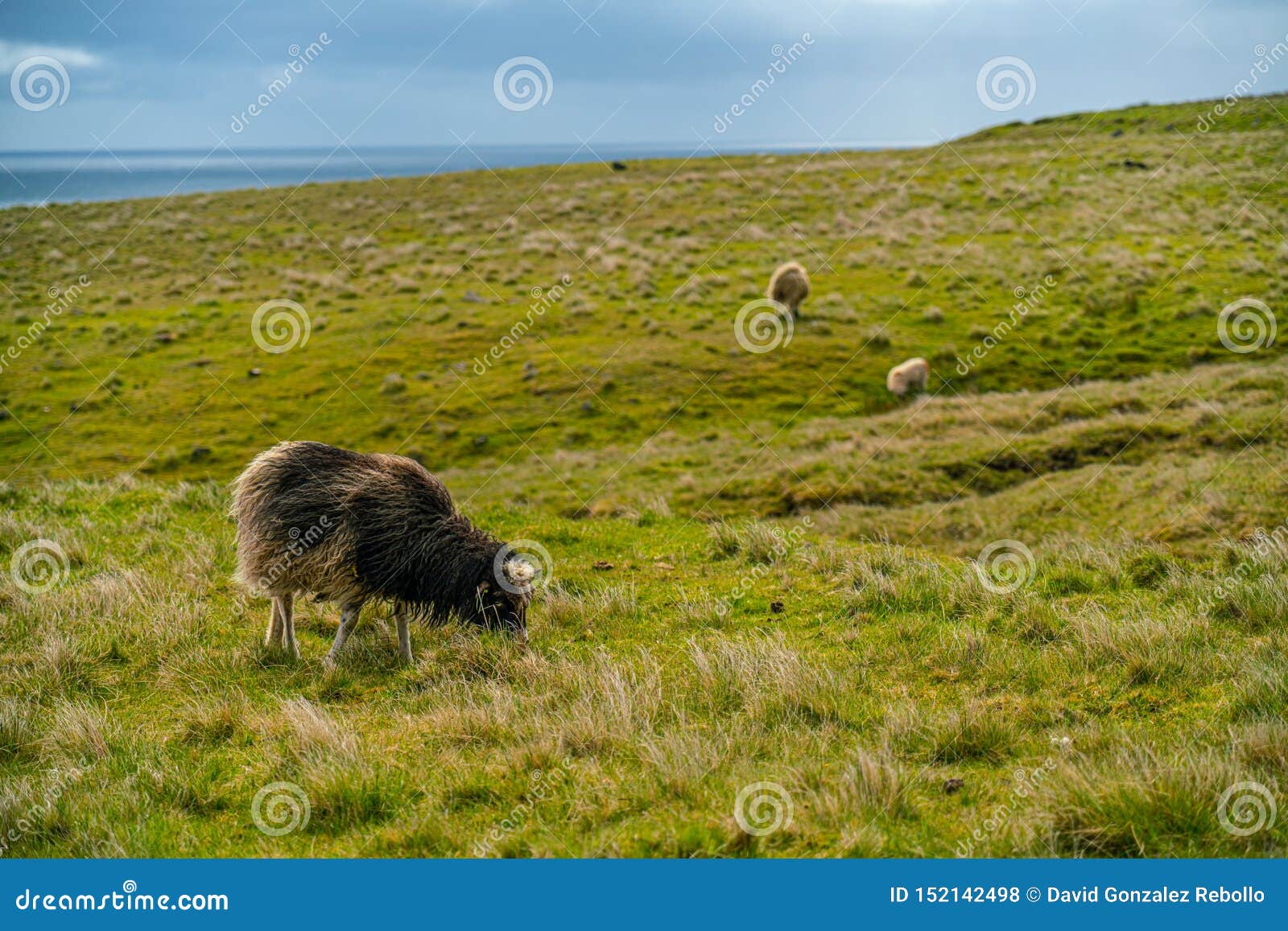 Sheeps Pasturing Grass in Eysturoy Stock Photo - Image of livestock ...