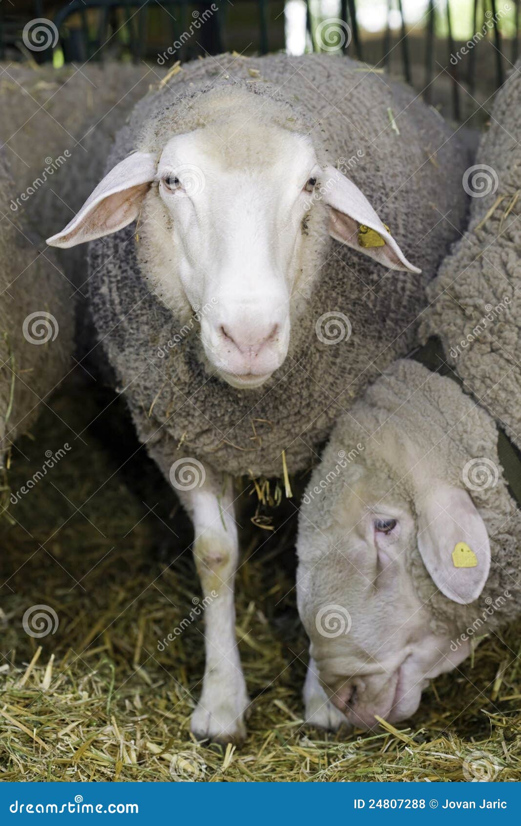 Sheeps in pen stock photo. Image of pasture, countryside - 24807288