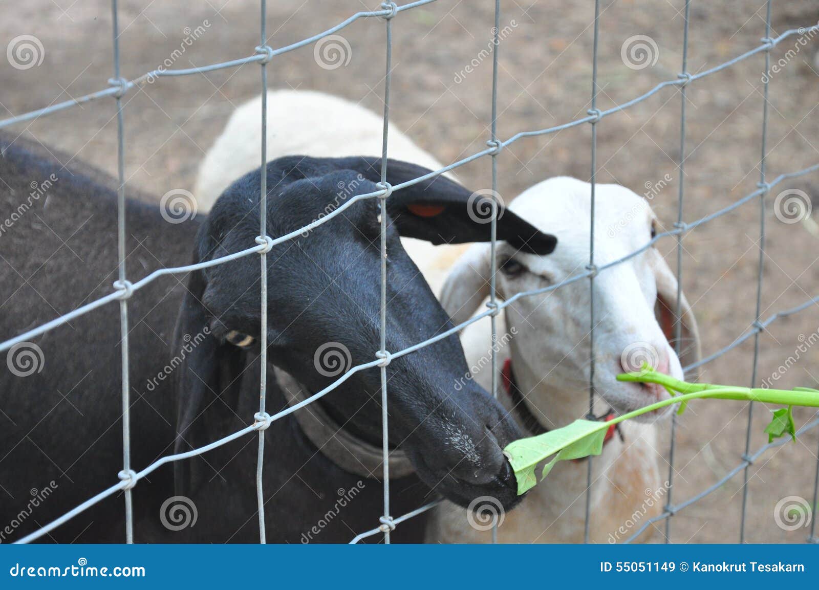 Sheeps in the Pen in the Farm Stock Image - Image of enclosure, animal ...