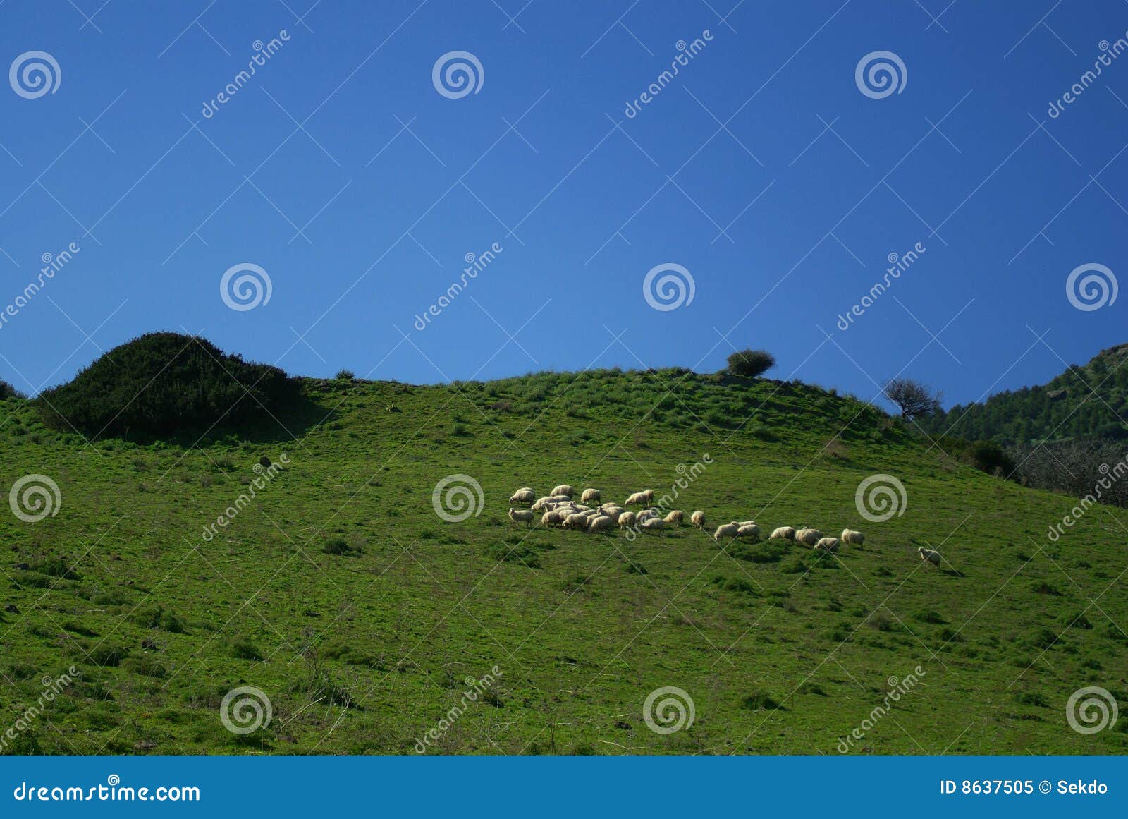 Sheeps in Sardinia stock image. Image of peace, cute, green - 8637505