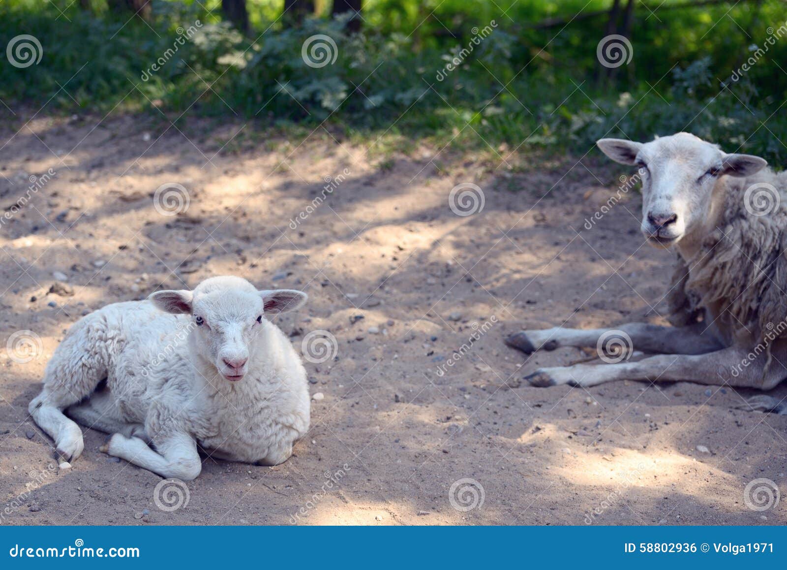 Sheeps stock photo. Image of white, mammal, cute, seasonal - 58802936