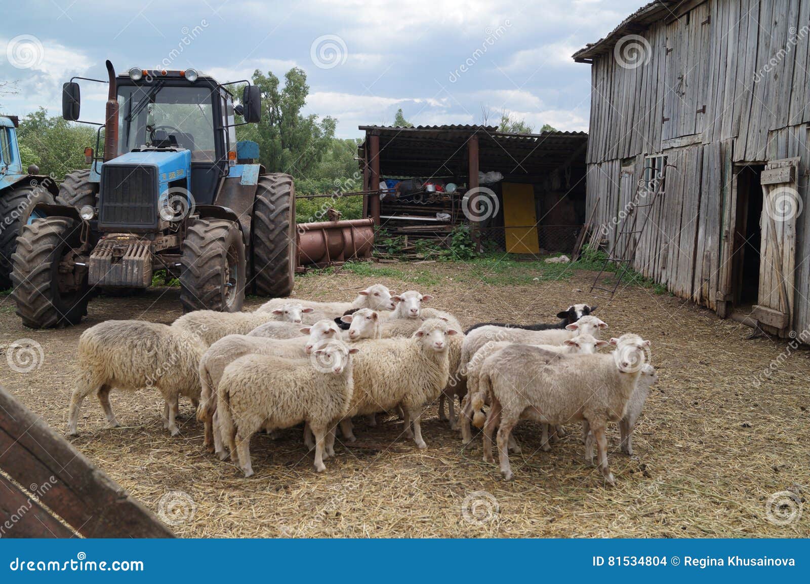 Sheeps stock photo. Image of sacrifice, livestock, village - 81534804