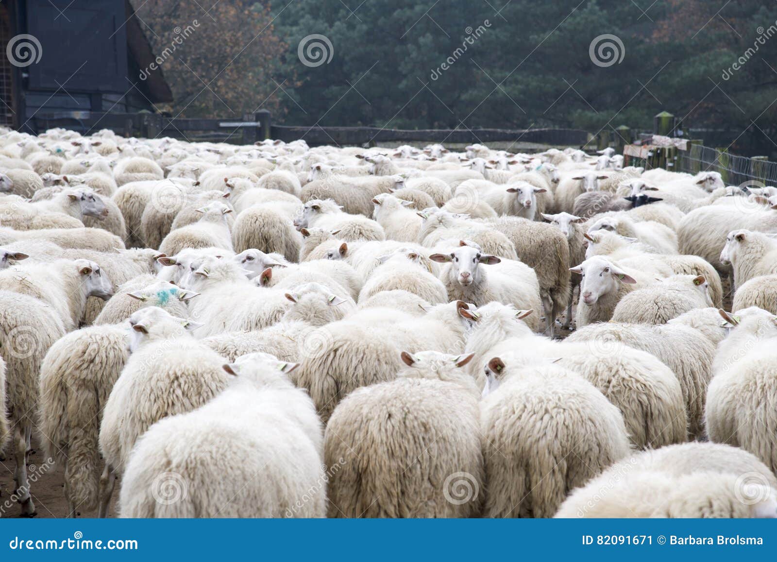 Sheeps in sheepfold stock image. Image of wool, dutch - 82091671