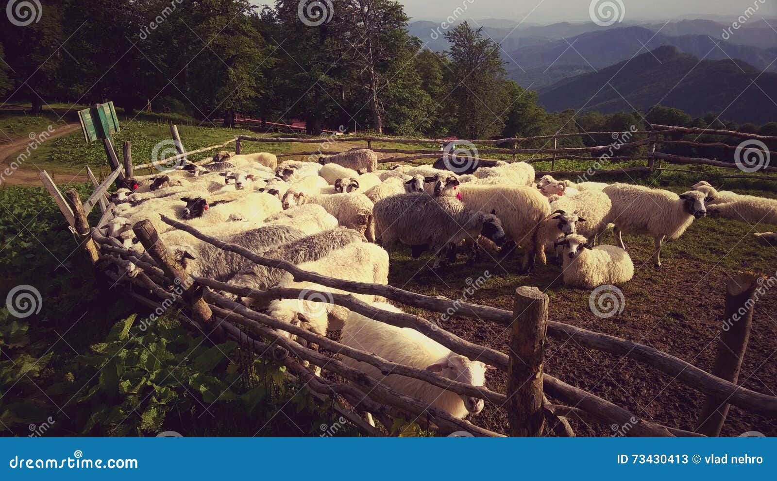 Sheeps in sheepfold stock image. Image of mountains, white - 73430413