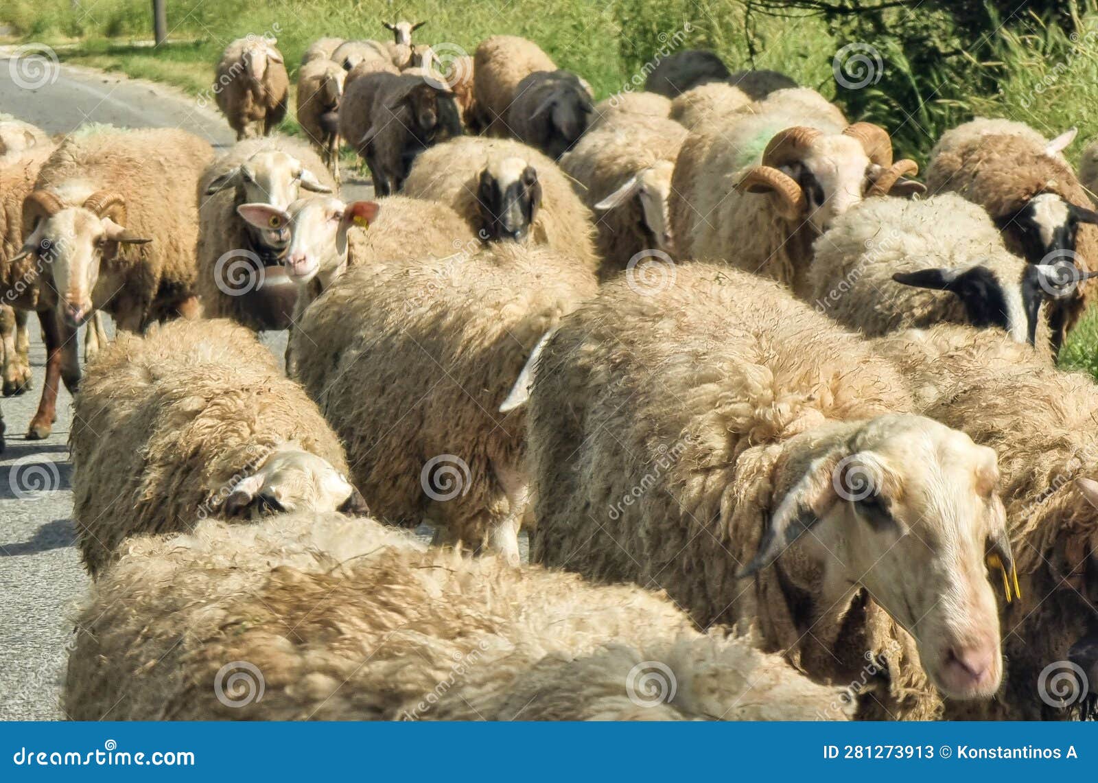 Sheeps Shepp Folk Front View Stock Image - Image of sheep, pasture ...