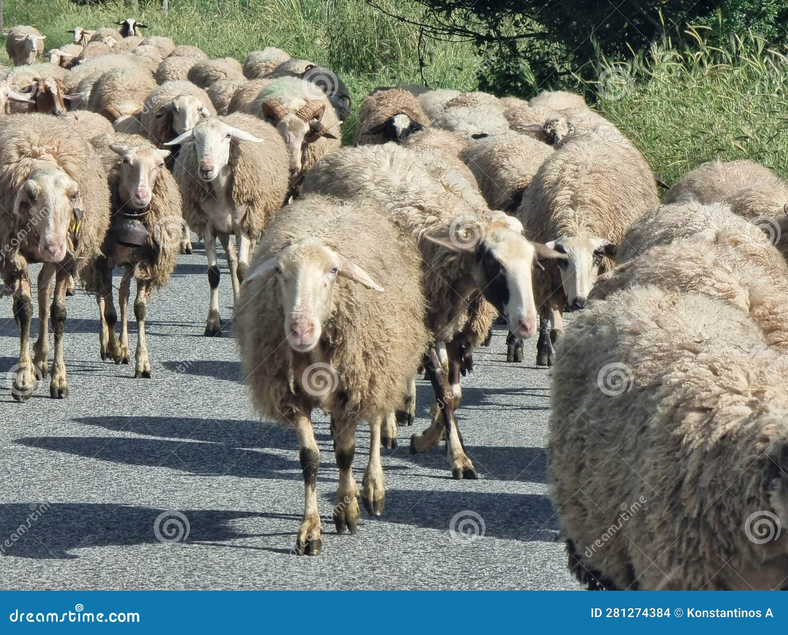 Sheeps Shepp Folk Front View Stock Photo - Image of ruminant, grazing ...
